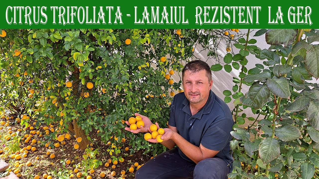 Prezentare Citrus trifoliata - Lamaiul rezistent ger exemplar de 9 ani ...