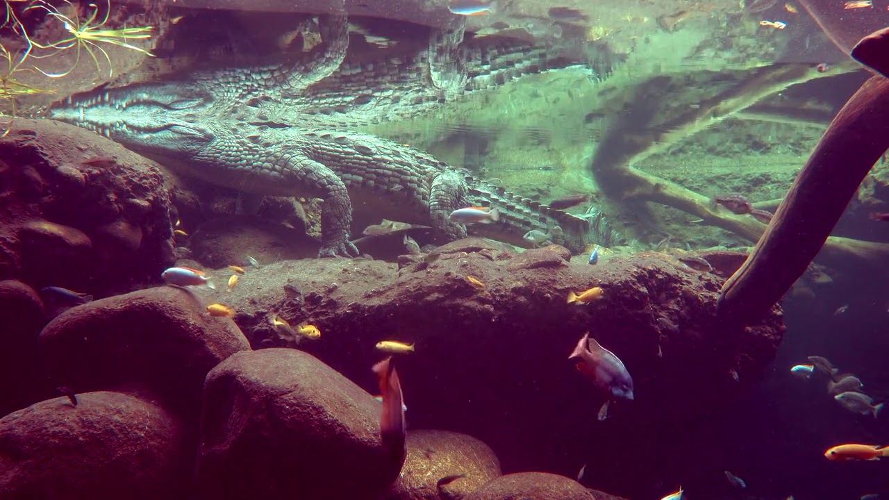 PESERA👍 - YouTube