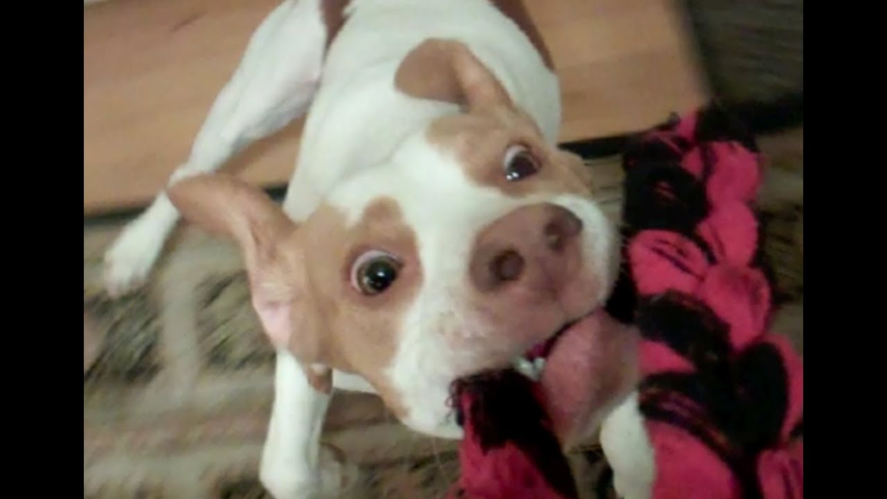 Doggie Tug Toy Takeoff: Cute Dog Maymo - YouTube