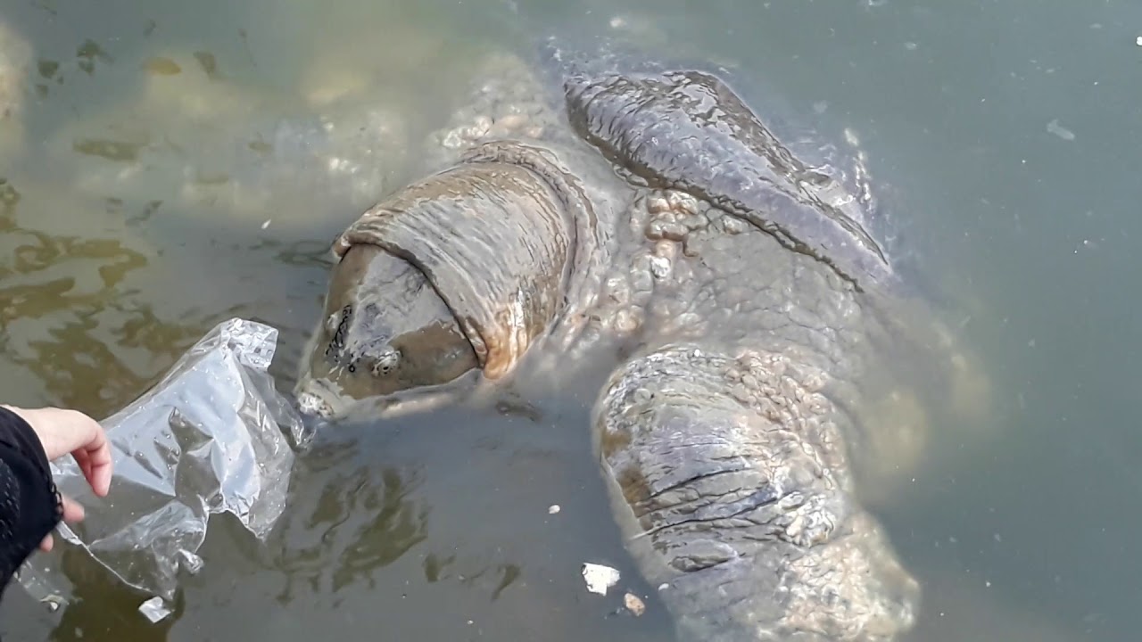 Giant Bostami Turtle (Black Soft Shell Turtles) - YouTube