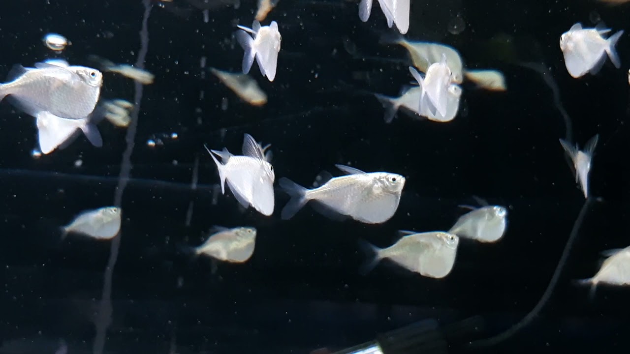 Silver Hatchetfish (Thoracocharax stellatus) - YouTube