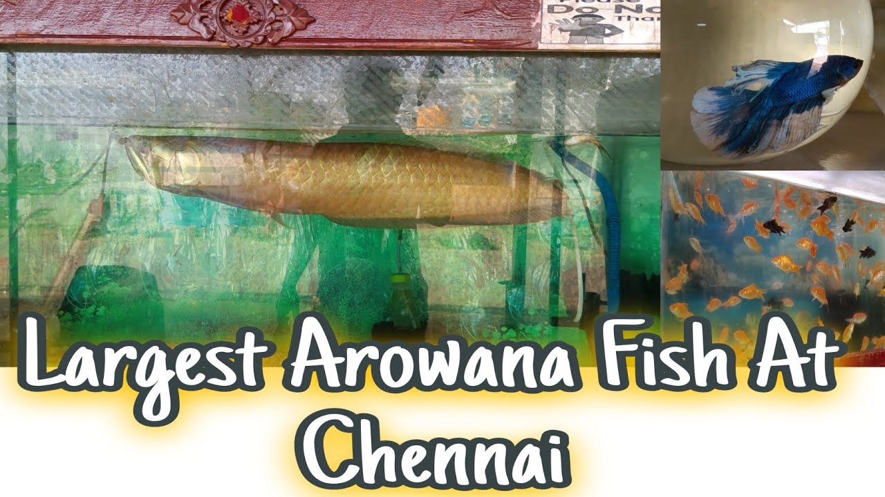 Largest Arowana Fish at Chennai | Chennai Fish market Arowana Fish ...