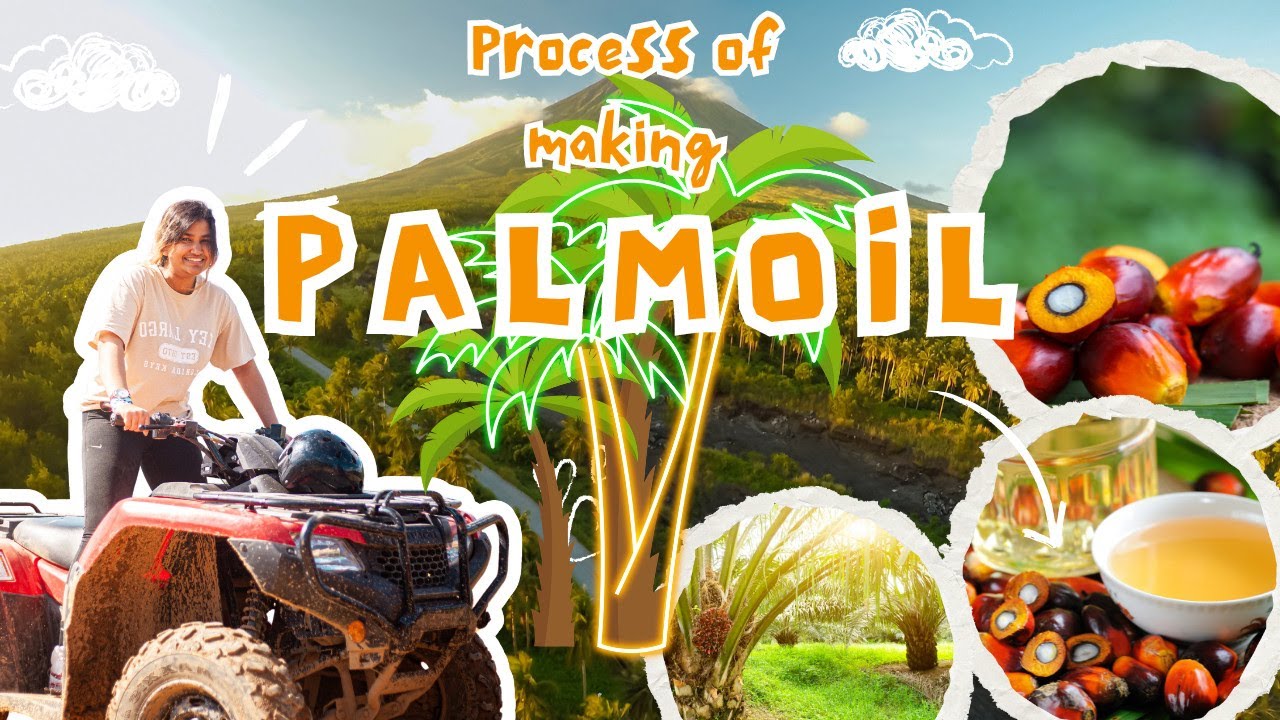 Harvest to Home: Tracing the Process of Making Palm Oil - YouTube