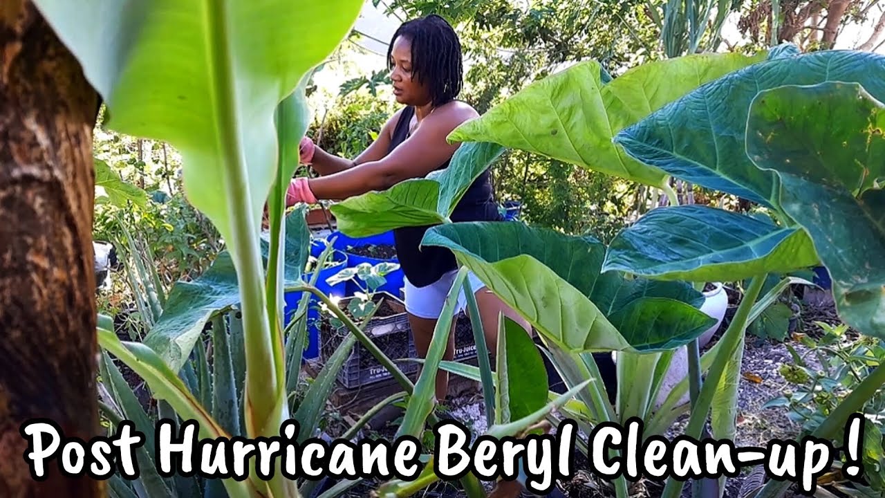 Post Hurricane Beryl Clean-up Continues! Bringing My Backyard Garden ...