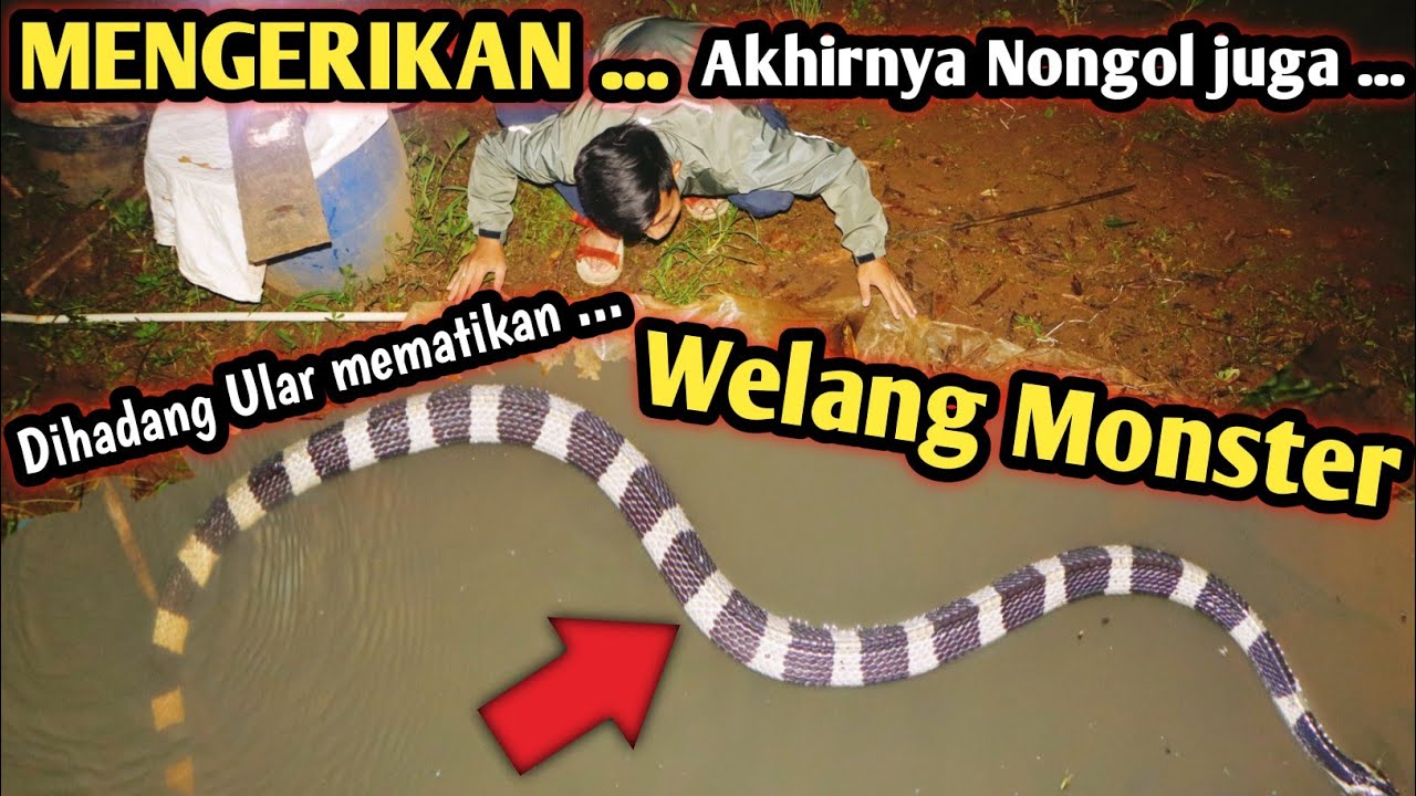 PENANGKAPAN ULAR WELANG DAN WELING MONSTER! MOMEN LANGKA SEKALIGUS ...