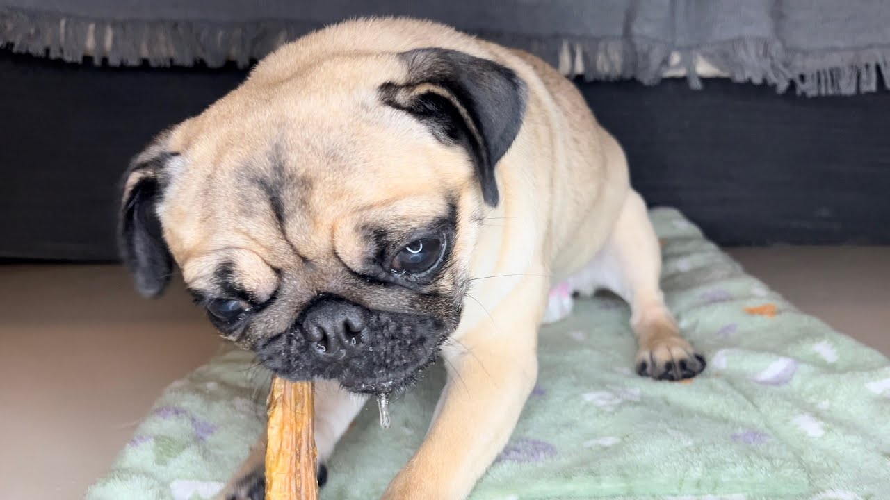 ASMR Puppy Pug Dried Chicken Neck Snack Time! - YouTube