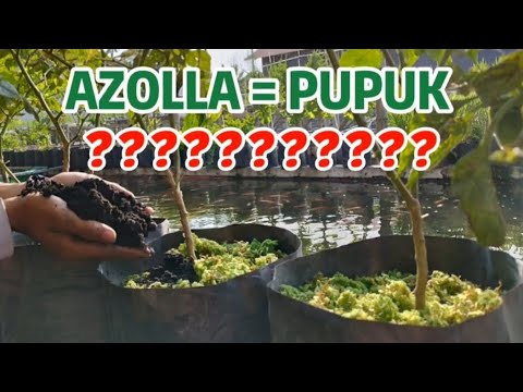 AZOLLA UNTUK PUPUK HIJAU TANPA FERMENTASI | AZOLLA FOR FERTILIZER - YouTube