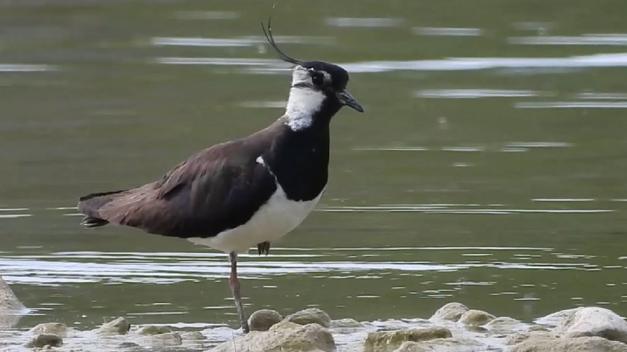 Ptice Hrvatske - Vivak, mužjak (Vanellus vanellus) (Birds of Croatia ...