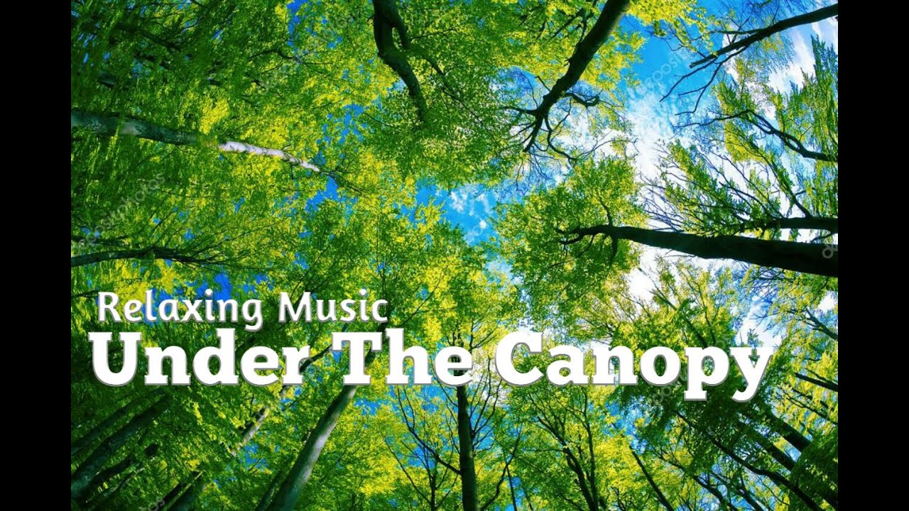 RELAXING MUSIC VIDEOS UNDER THE TREE CANOPY,BIRD & NATURE AMBIENCE ...