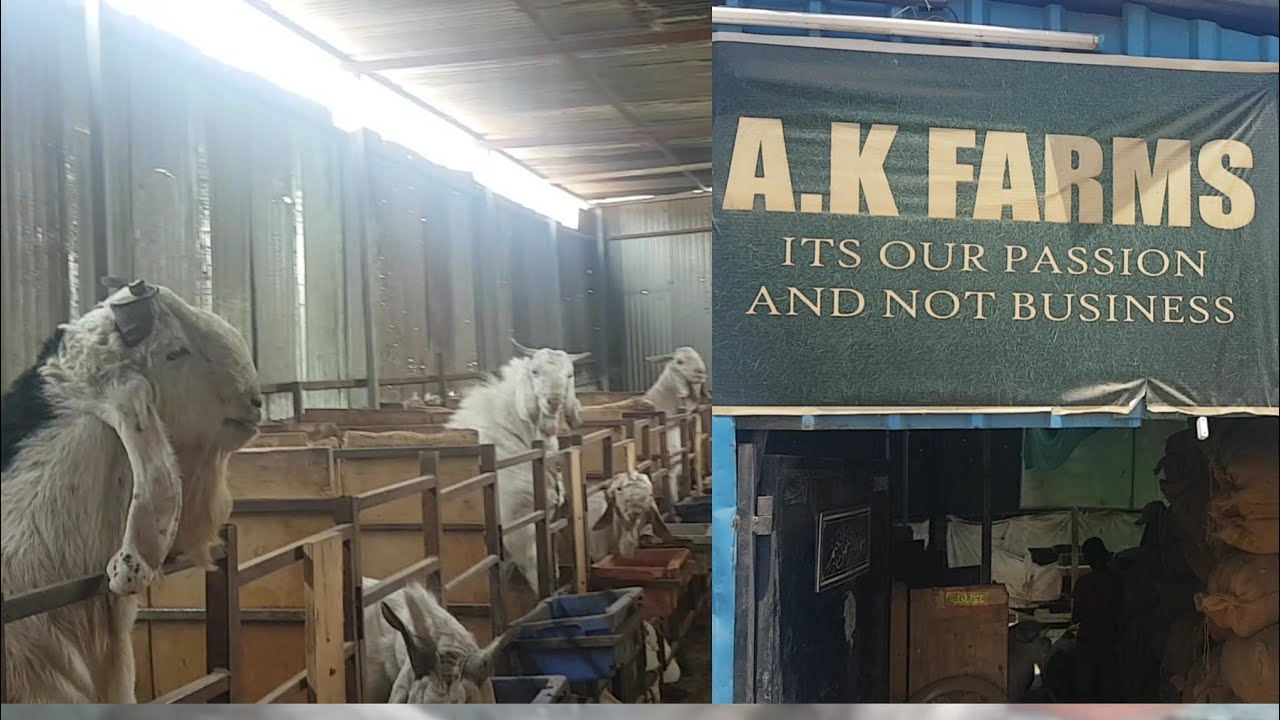 A.K Goat Farm In Pune | Andul Bakre. - YouTube