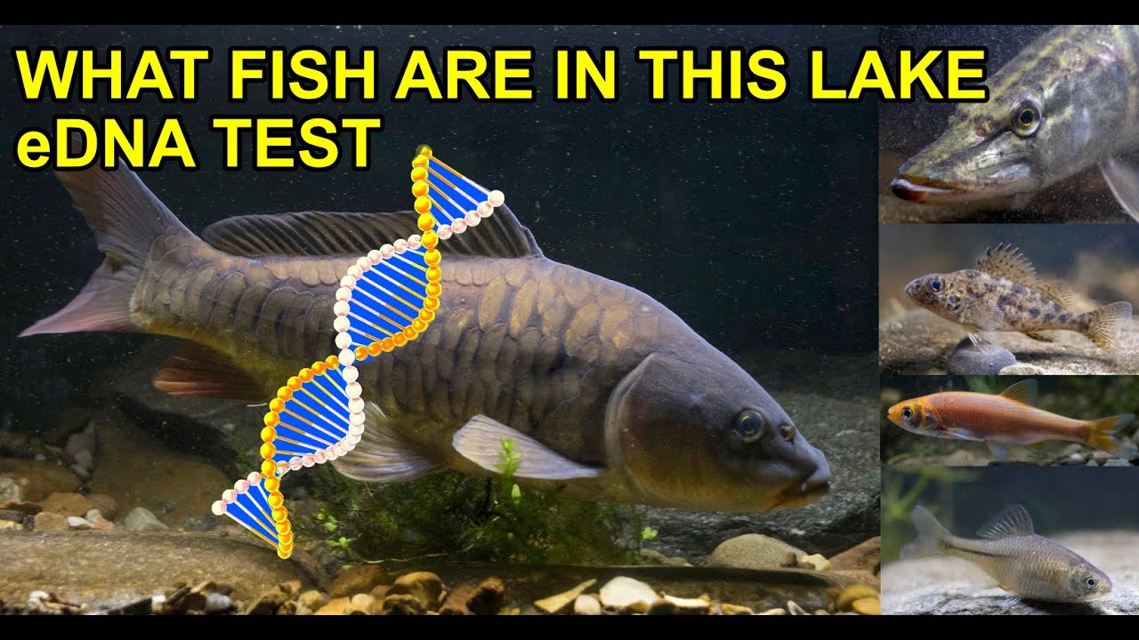 Using eDNA to Find Fish! - YouTube