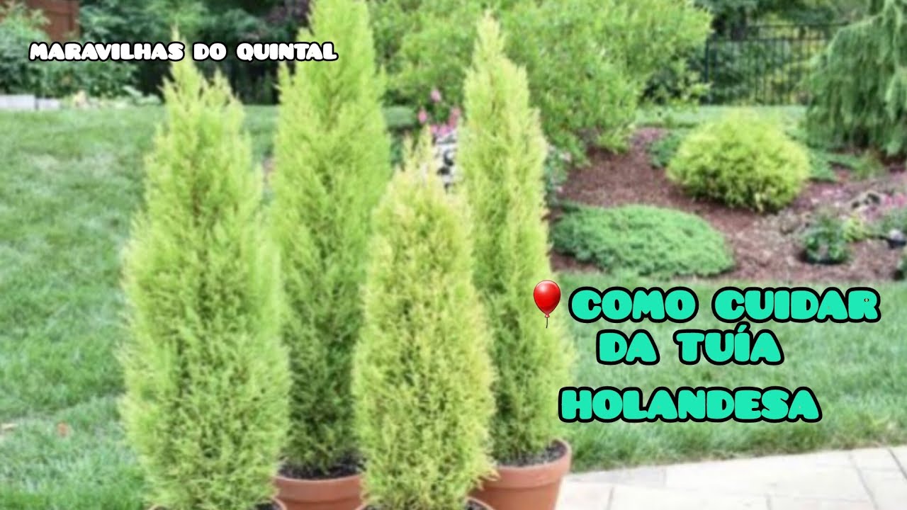 🌲COMO CUIDAR DA TUIA HOLANDESA|Árvore de Natal| Pinheiro |Dicas de ...