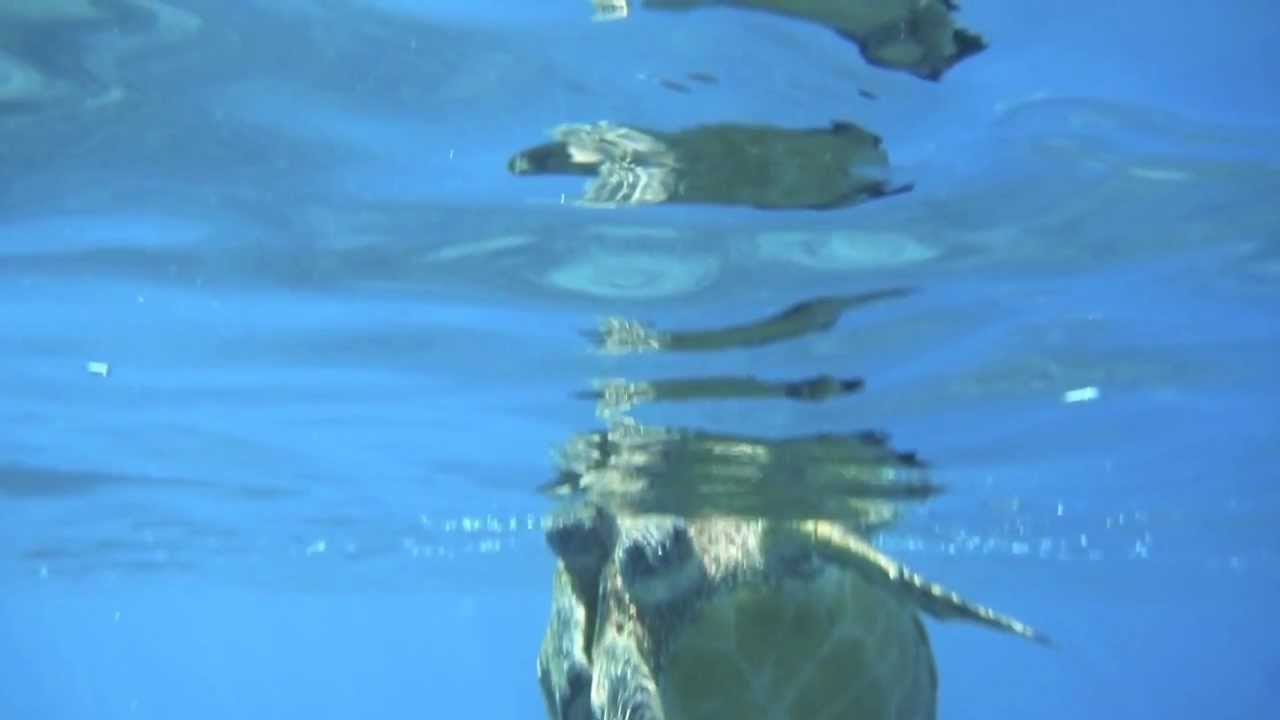 Green Sea Turtles Maui - Turtle Sex - YouTube