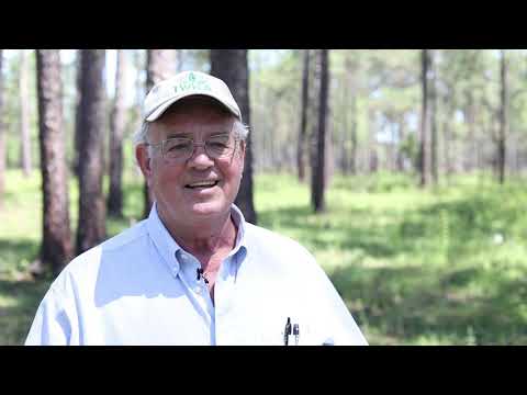 Dave Daigle Grazing in Longleaf Pine Documentary - YouTube
