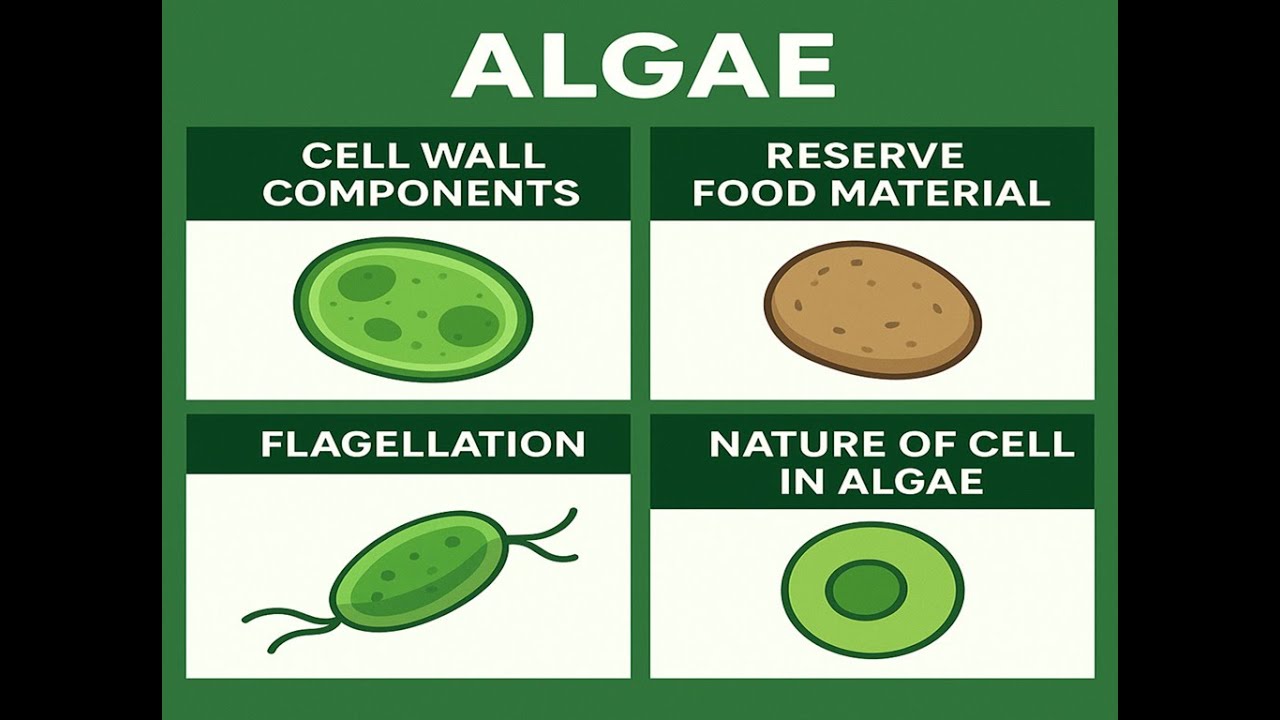 Lecture - 7 Cell Wall Components, Reserve Food Material, Flagellation ...