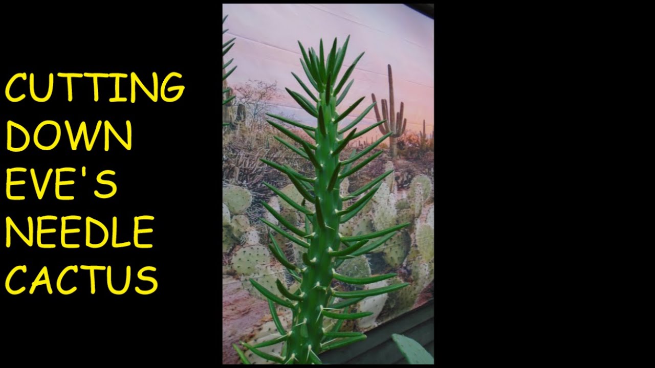 Cutting Down Eve's Needle Cactus 🌵🌵🌵 - YouTube
