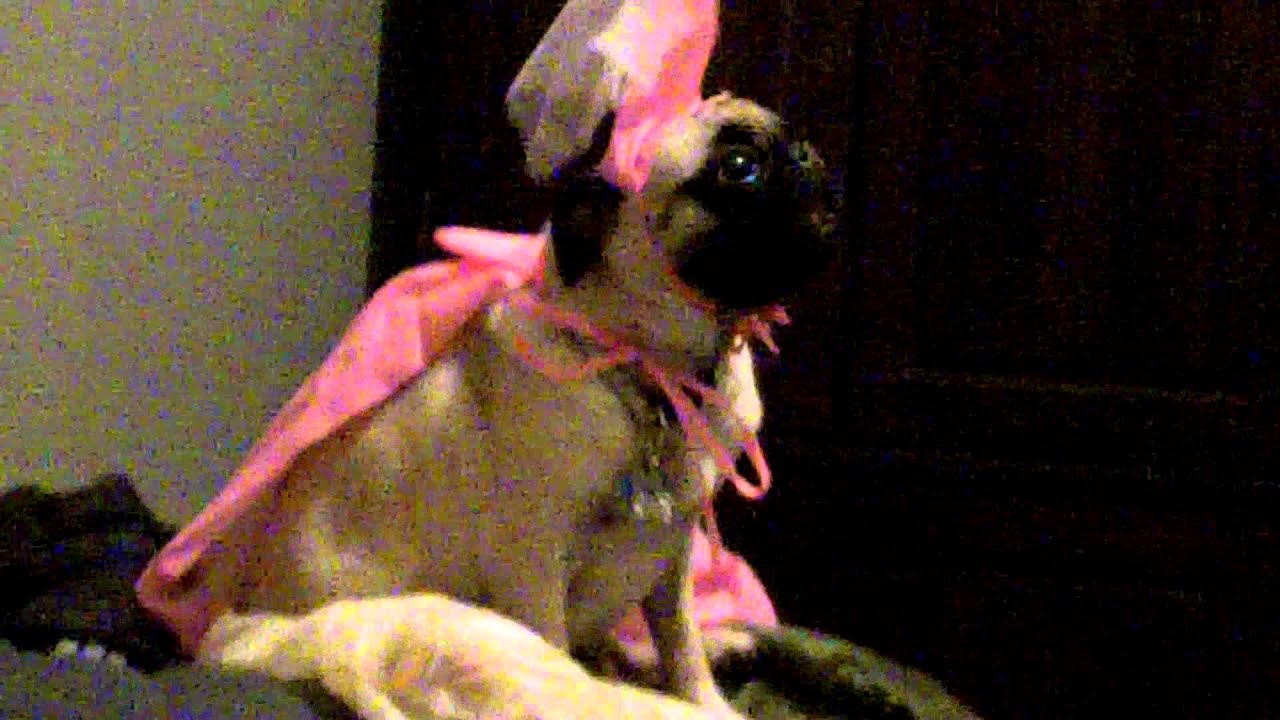 Pug Princess - YouTube