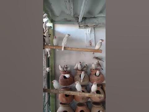 fawn java ki colony breed lena ka sahi tarika 100% white java eggs and chicks Karachi Pakistan ...