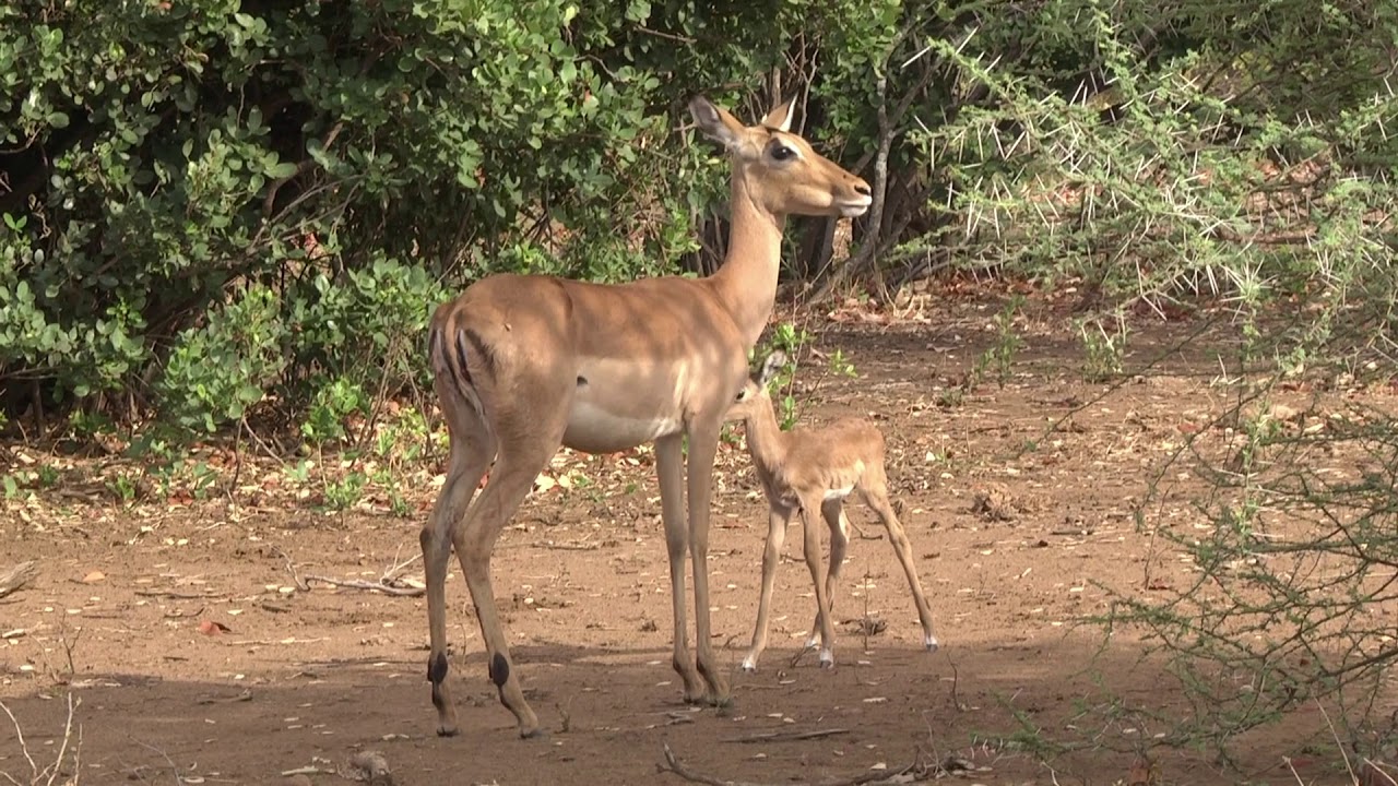 Calm Impala mother standing with her newborn lamb – less than 24 hours ...