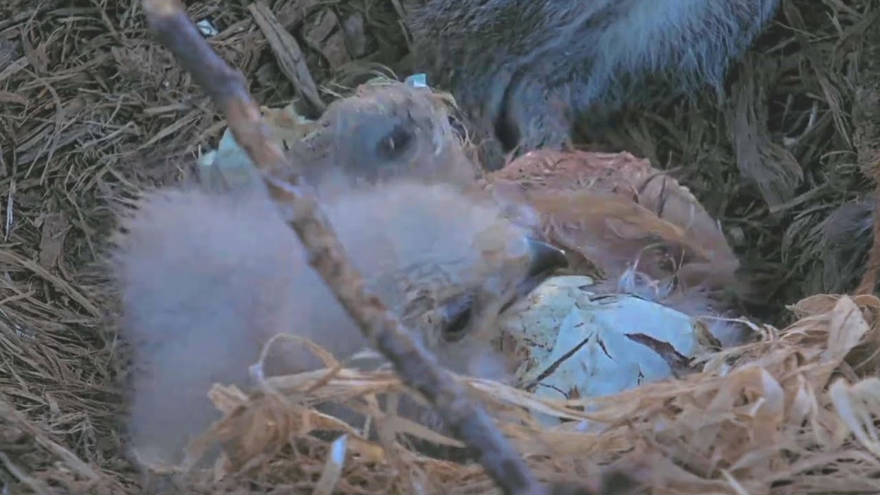 Chick three hatched, Second chick struggling to to come from egg | Red ...