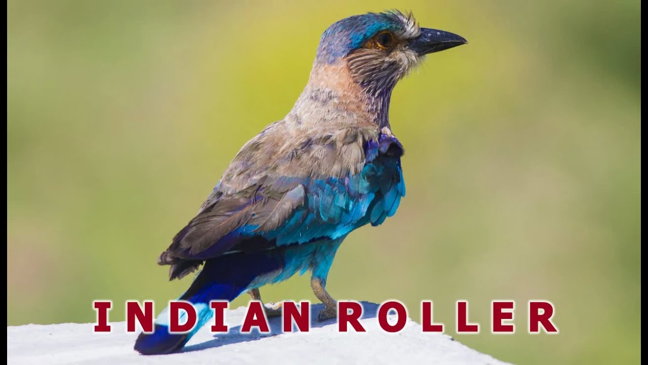 Indian Roller | Birds Of Asia | Birdistan - YouTube