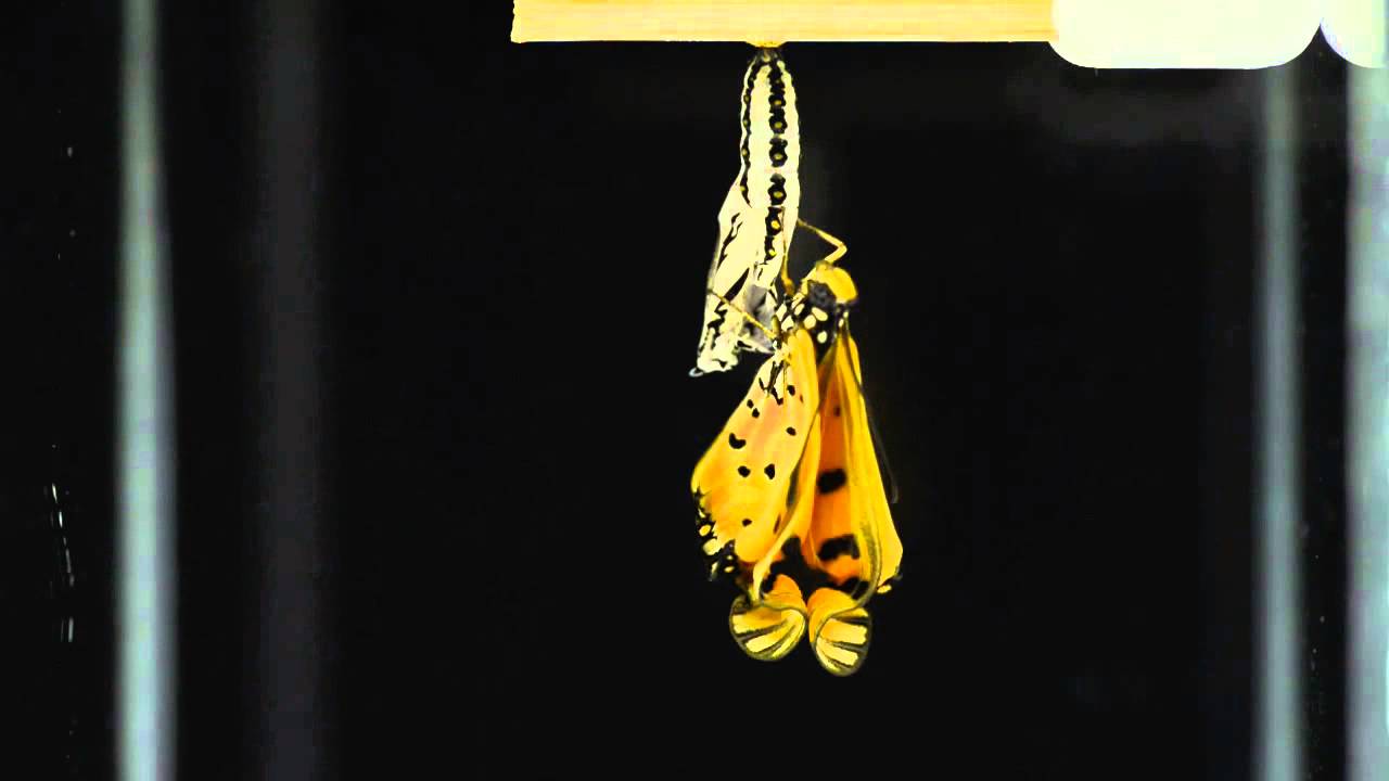 Tawny Coster Butterfly (/Acraea violae/) Emerging from Pupa. - YouTube