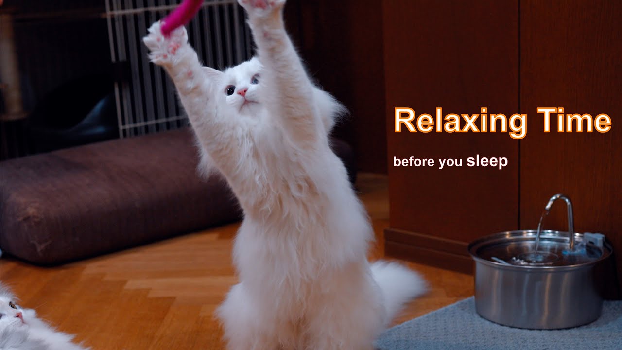 Fluffy fur creature on the floor. "Cats always playing." - YouTube