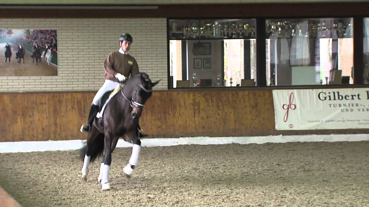 Danzador by Diamond Hit - Lauries Crusador xx / Stallion Show Vechta ...