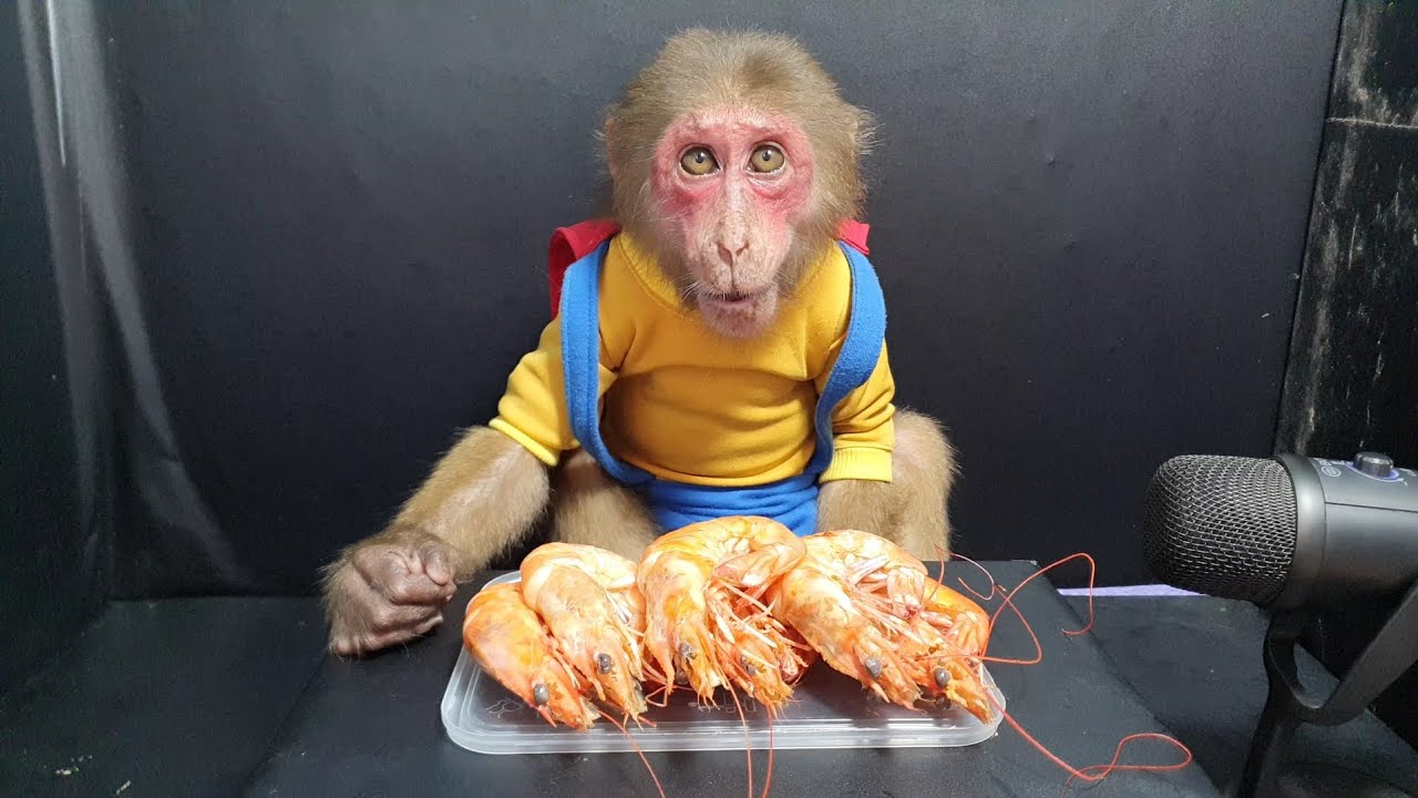 Smart Baby Monkey Peeling Eat Shrimp - YouTube