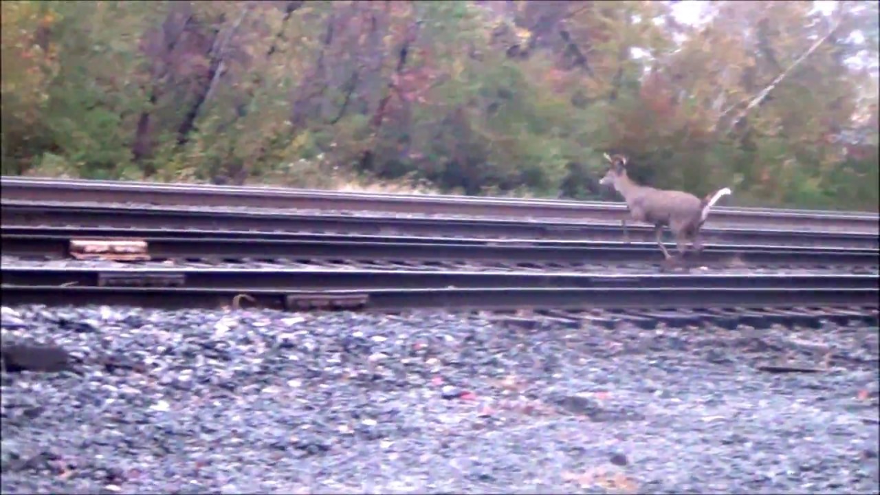 Big Deer Buck w Horns Crossing The Train Tracks - YouTube