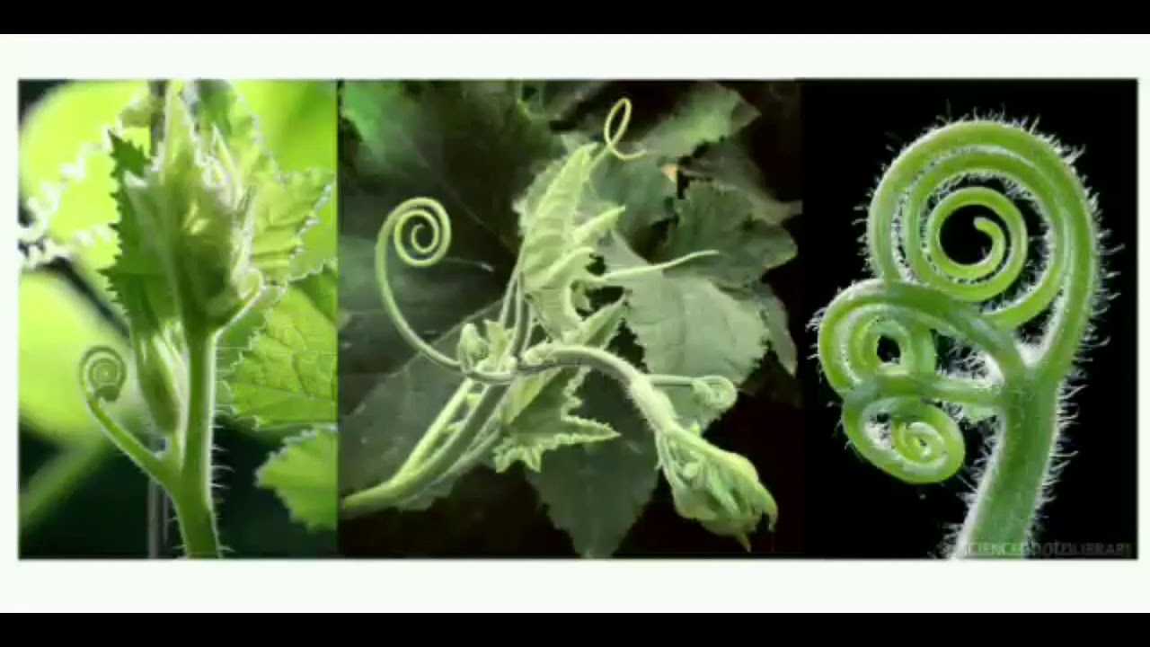 Tendrils in Cucurbitaceae - YouTube