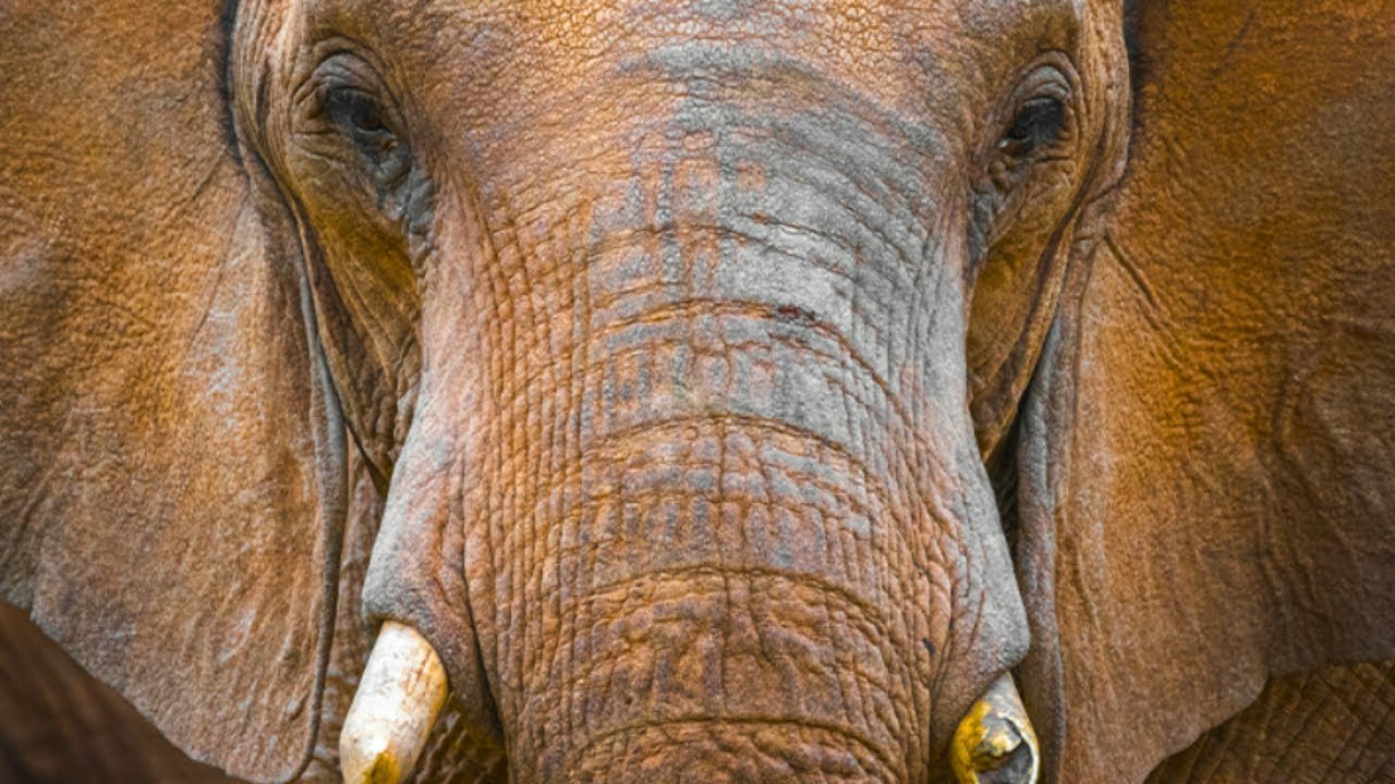 Mysterious Elephant Mortality Event in Africa Explained - YouTube