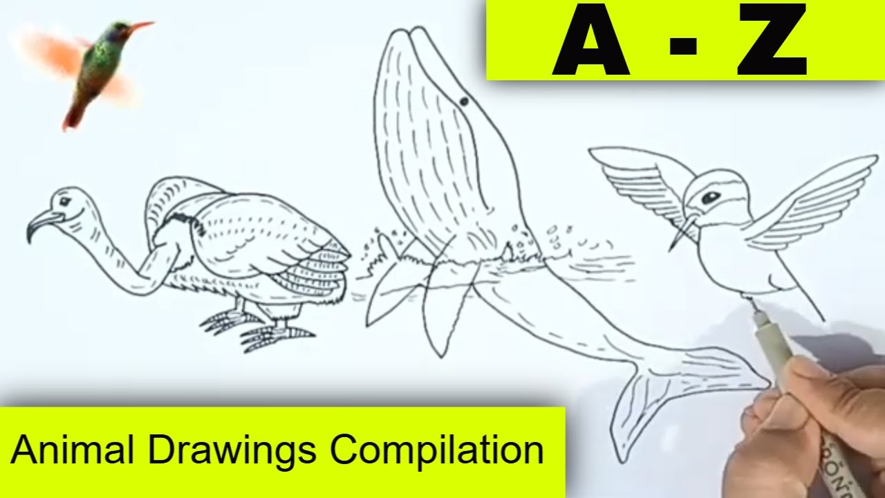 A to Z Animals Drawing | How to Draw Animals - YouTube