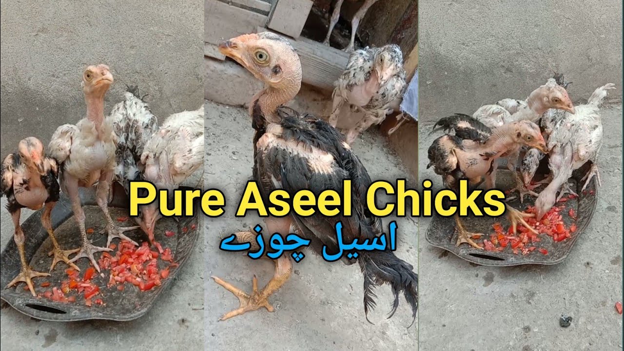 Aseel chicks || Home breed aseel chicks || pure aseel chicks || اسیل ...