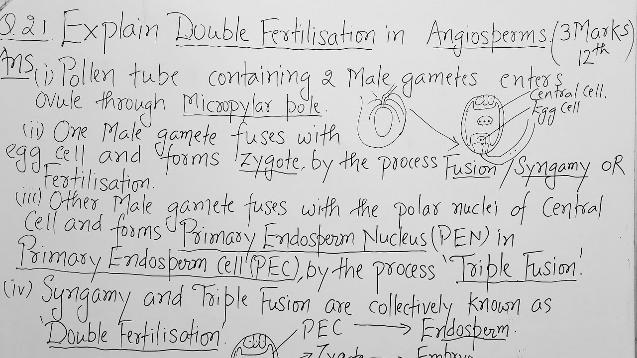 Q. 21 Explain Double Fertilisation in Angiosperms. 12th ch. 2 Flowering ...
