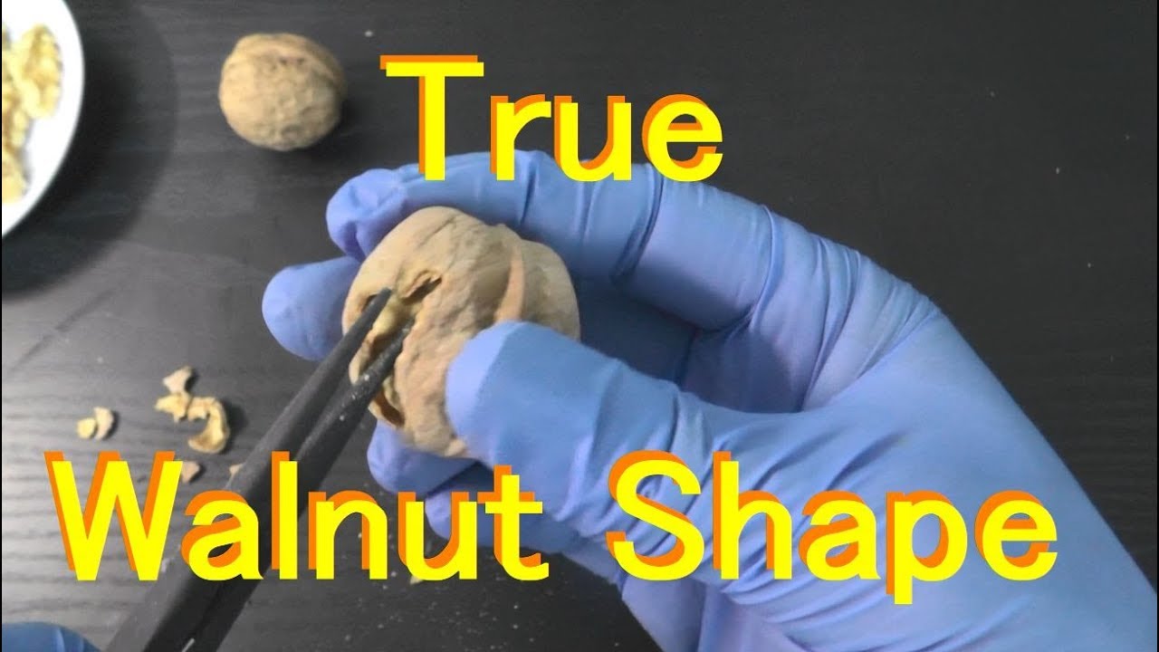 True walnut shape - YouTube