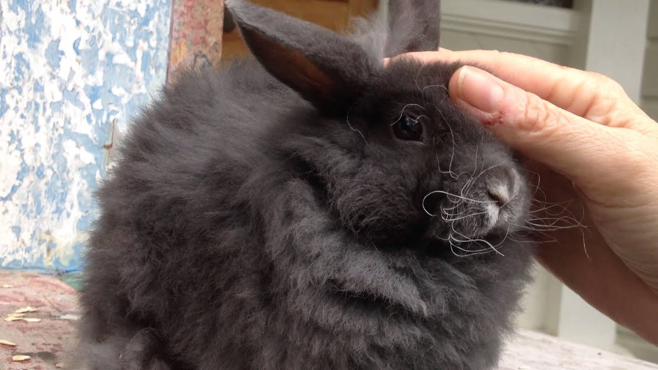 Curly Whiskers Baby!!! - YouTube