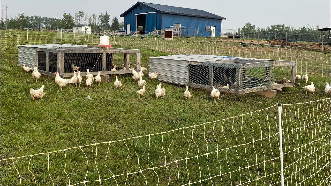 Soaking Chicken Feed - YouTube