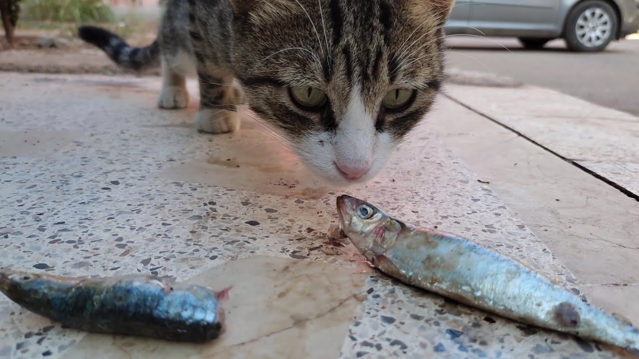 Tabby cat eat fish / hungry stray cat eating raw fish - YouTube