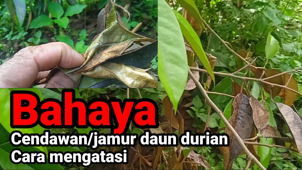 Bahaya‼️ Cendawan/Jamur pada daun durian. #duriantraveller , #durian, # ...
