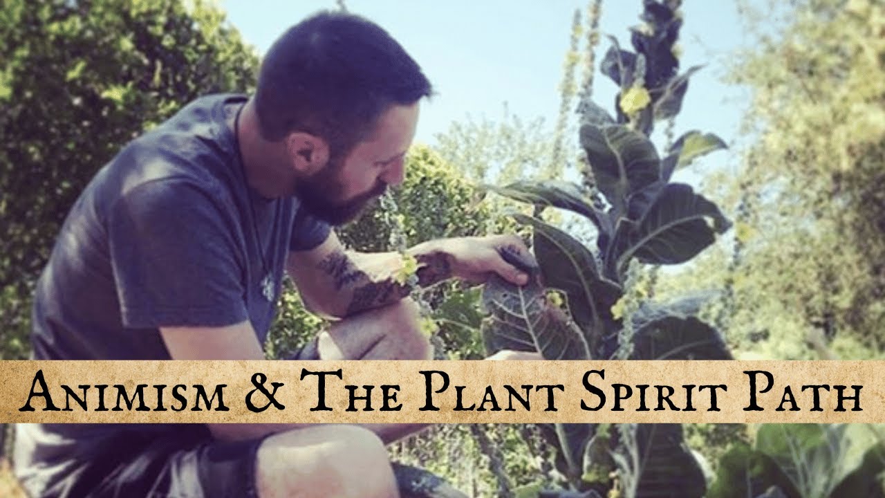 Animism and The Plant Spirit Path - YouTube