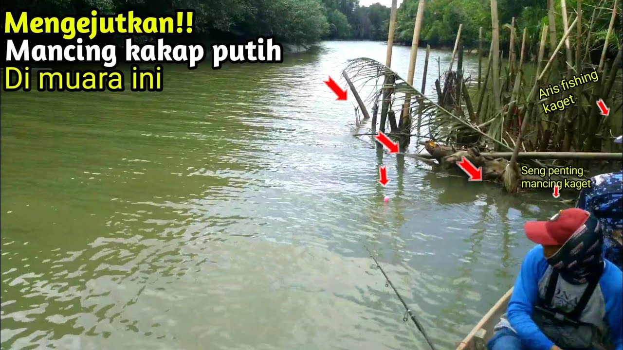 MENGEJUTKAN!! Mancing kakap putih di muara umpan udang langsung strike - YouTube