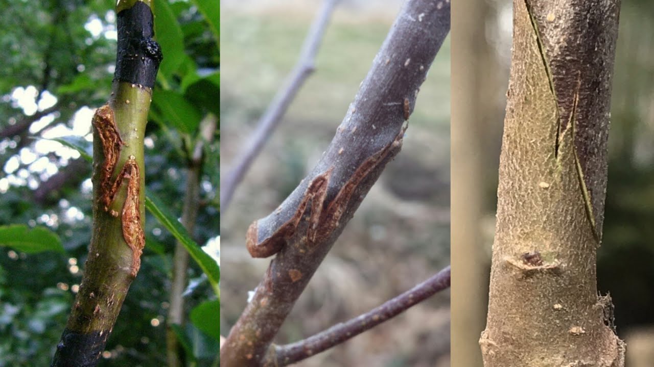 Whip and Tongue Grafting: The Key to Successful Pear Tree Grafting ...