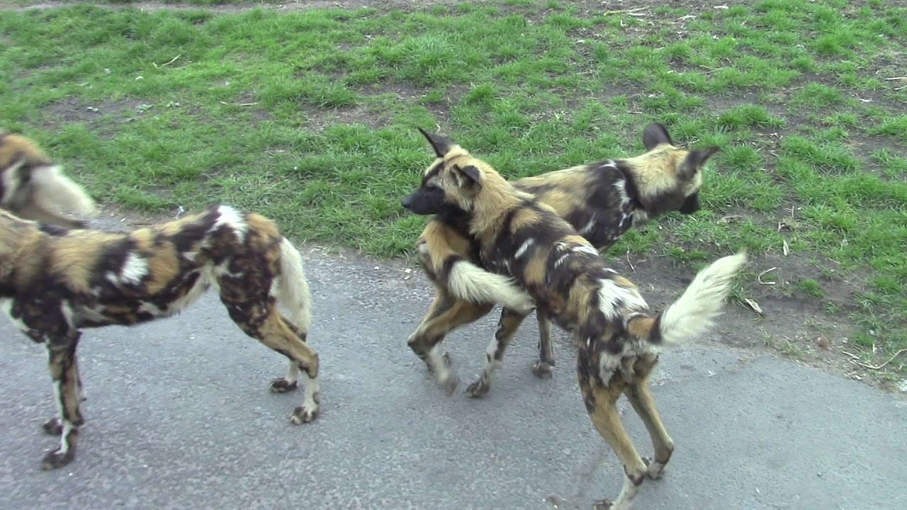 dog eat car - YouTube