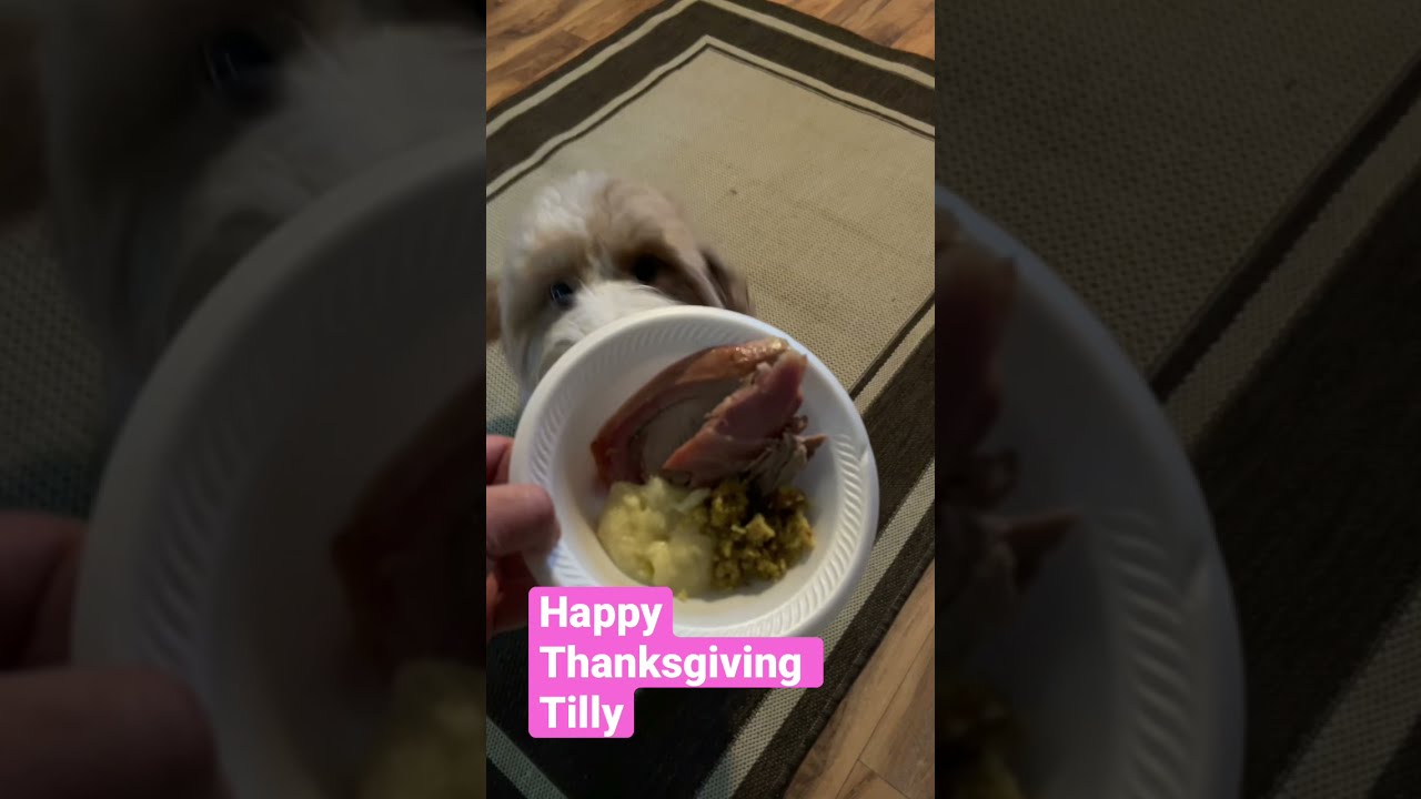 Labradoodle Thanksgiving - YouTube