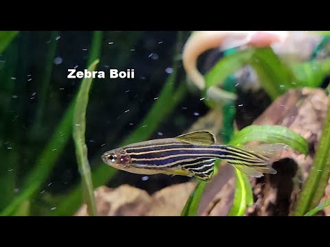 Long Finned Zebra Danio Basic Info - YouTube