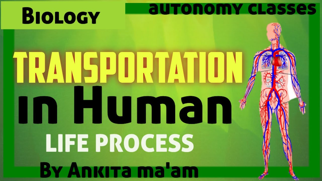 Introduction to Transportation | Life Process | Transportation - YouTube