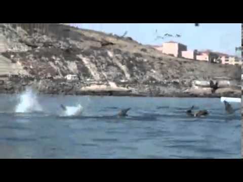 Denizde dehşet, 30 Tonluk Dev Balina Aniden Karşıl