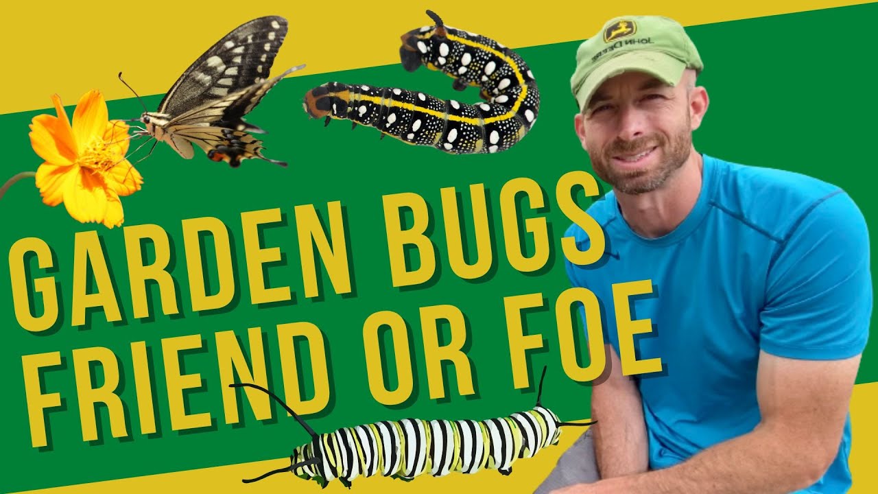 Garden Bugs, Friends or Foe - YouTube