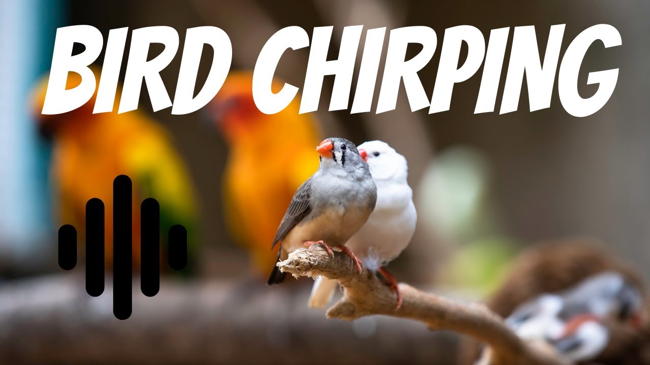 Bird chirping - YouTube
